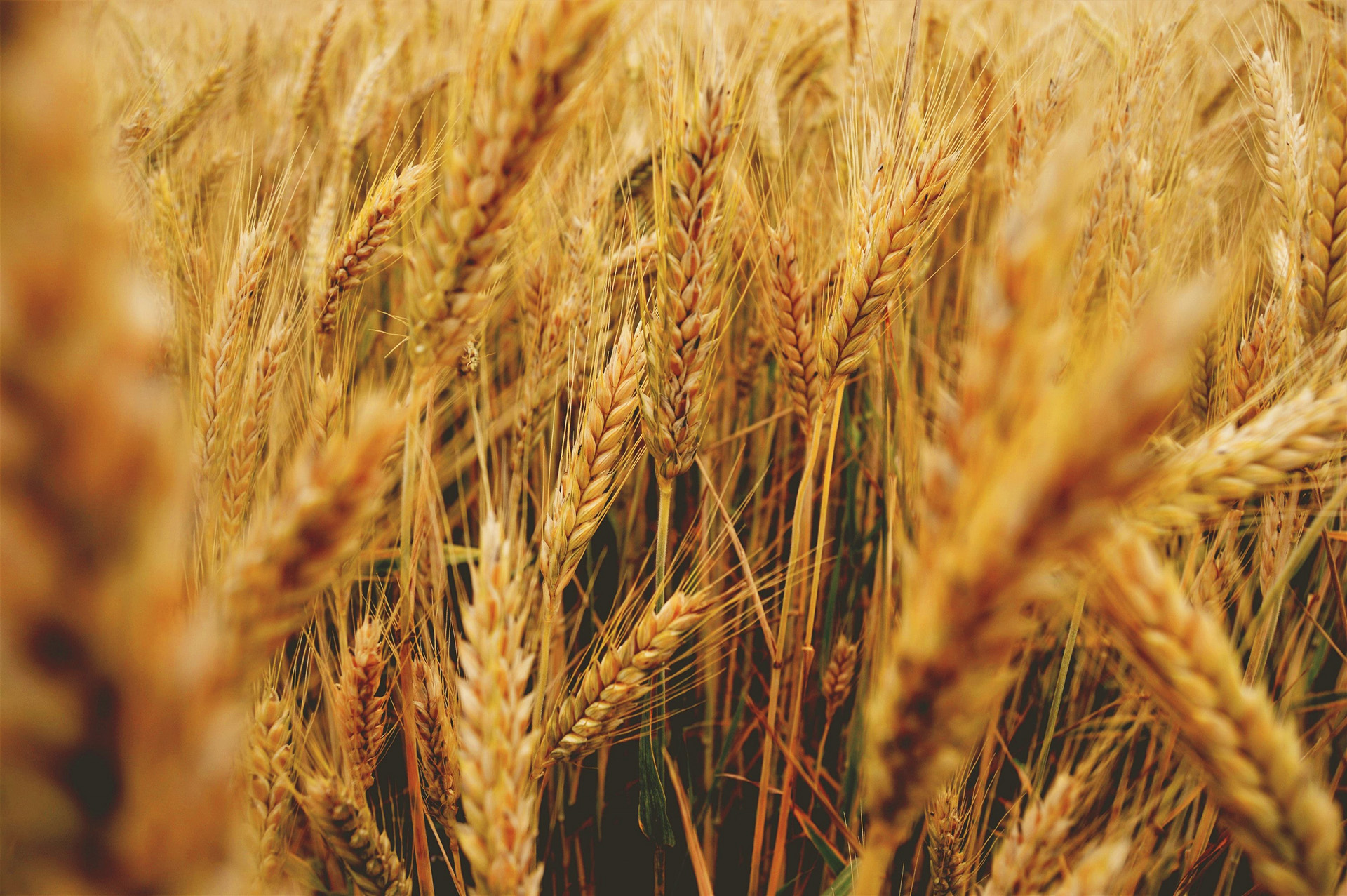 Durum Wheat